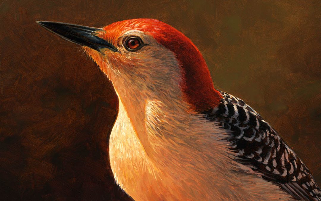 MillerMrChuffRedBelliedWoodpecker | West End Gallery